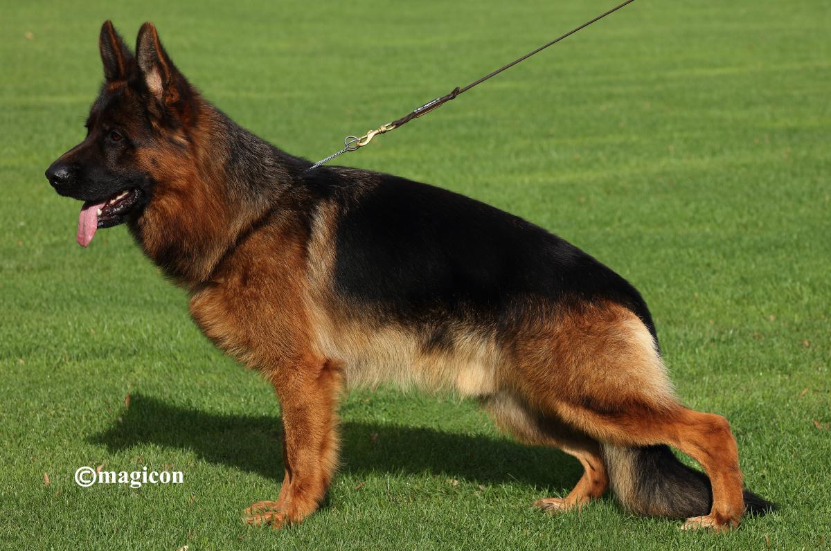 SV-Datenbank - Cappo von Babylon (SZ 2381795)