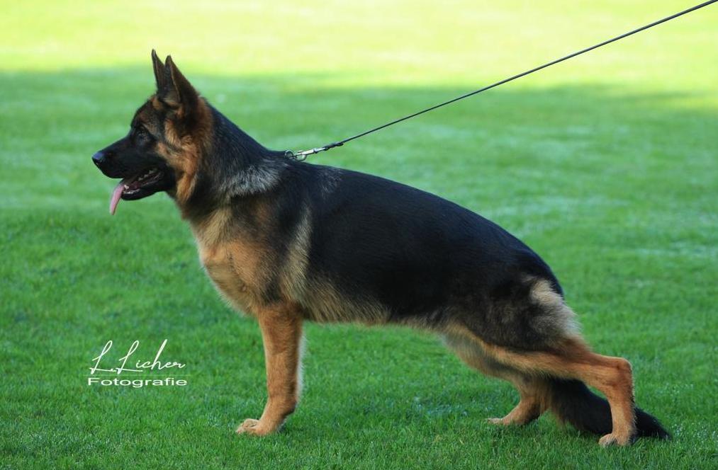 SV-Datenbank - Alice vom Hofe Lima (INT) (SZ 2379630)