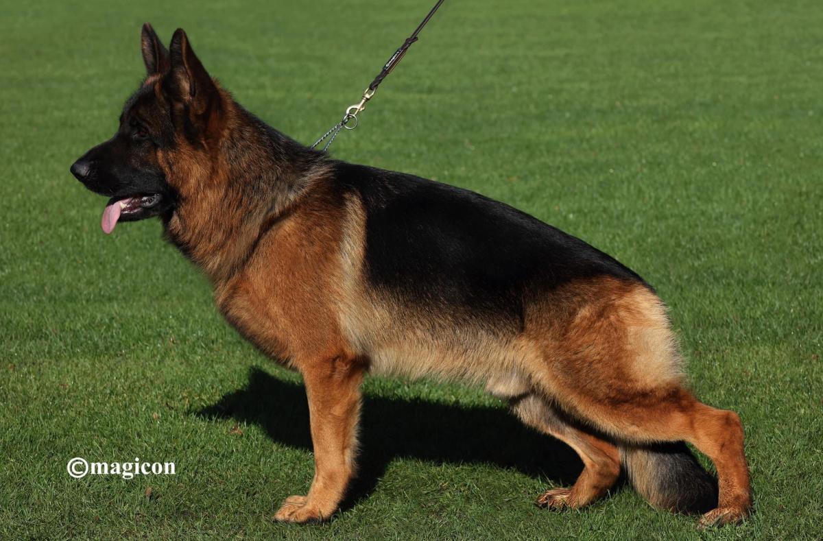 SV-Datenbank - Hasko vom Hühnegrab (SZ 2370771)